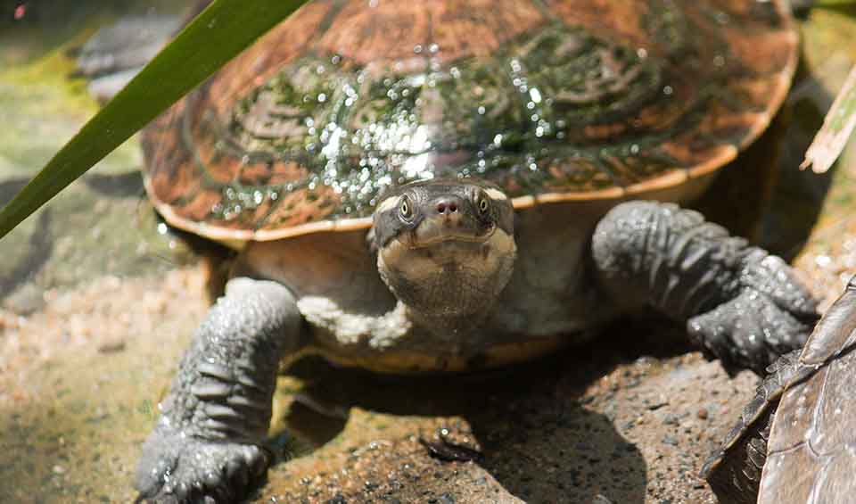Mary River turtle facts, distribution & population | BioDB