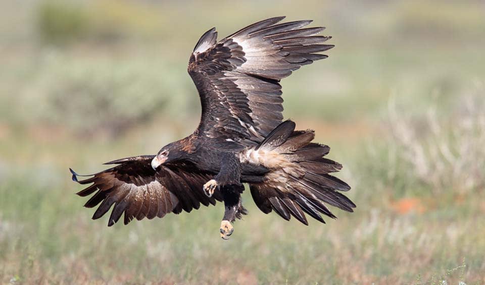 Wedge-tailed eagle facts, distribution & population | BioDB