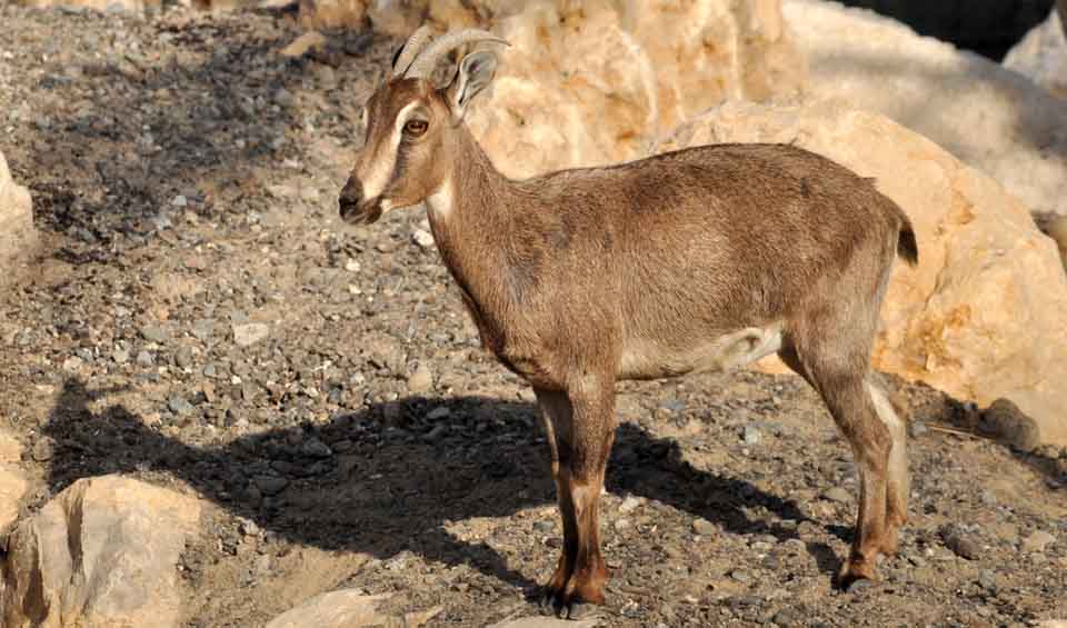 Arabian tahr facts, distribution & population | BioDB