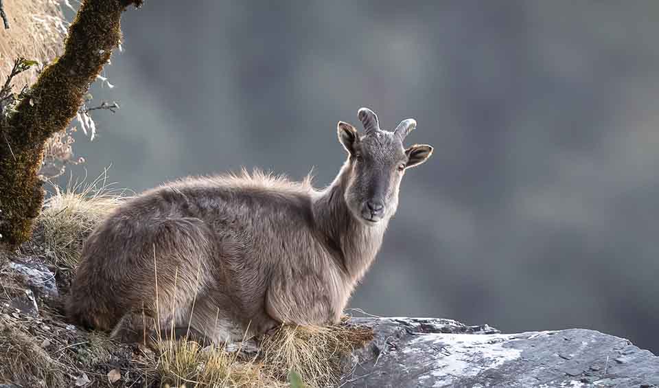 Himalayan tahr facts, distribution & population | BioDB