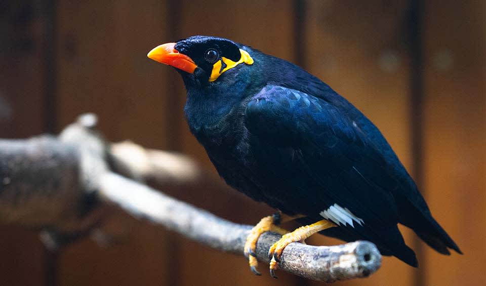 Common hill myna facts, distribution & population | BioDB