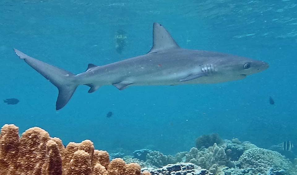 Galapagos shark facts, distribution & population | BioDB