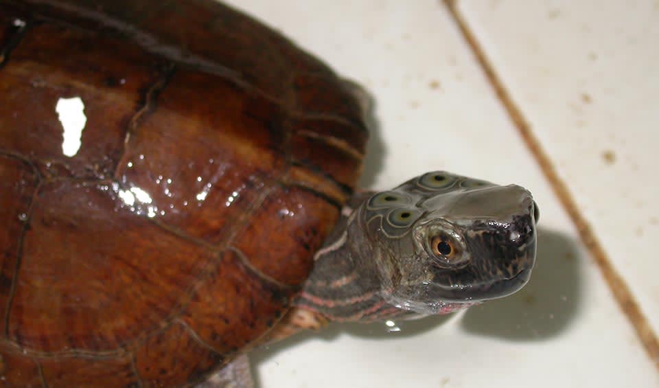 Four-eyed turtle facts, distribution & population | BioDB