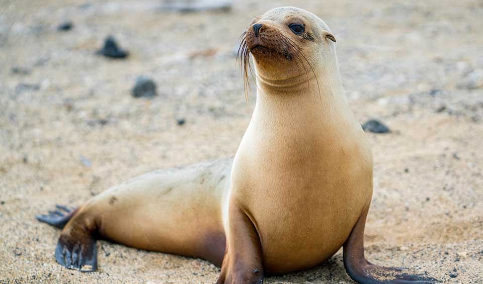 Galápagos sea lion facts, distribution & population | BioDB
