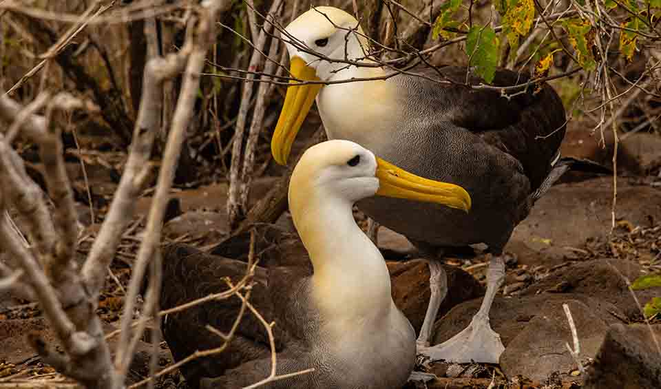 Waved albatross facts, distribution & population | BioDB