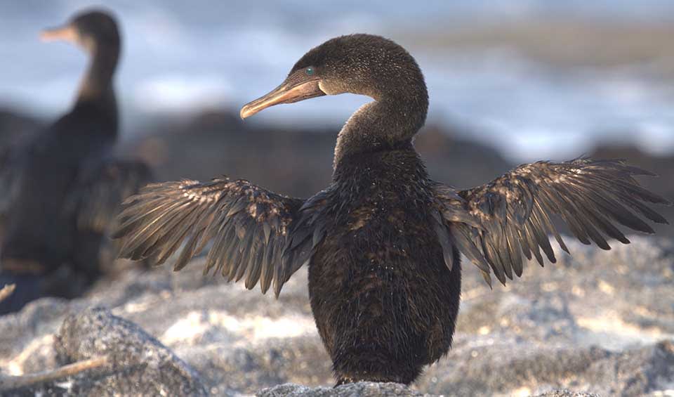 Flightless cormorant facts, distribution & population | BioDB