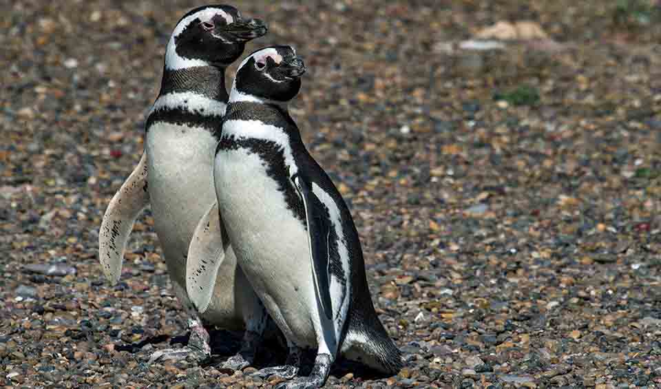 Magellanic penguin facts, distribution & population | BioDB