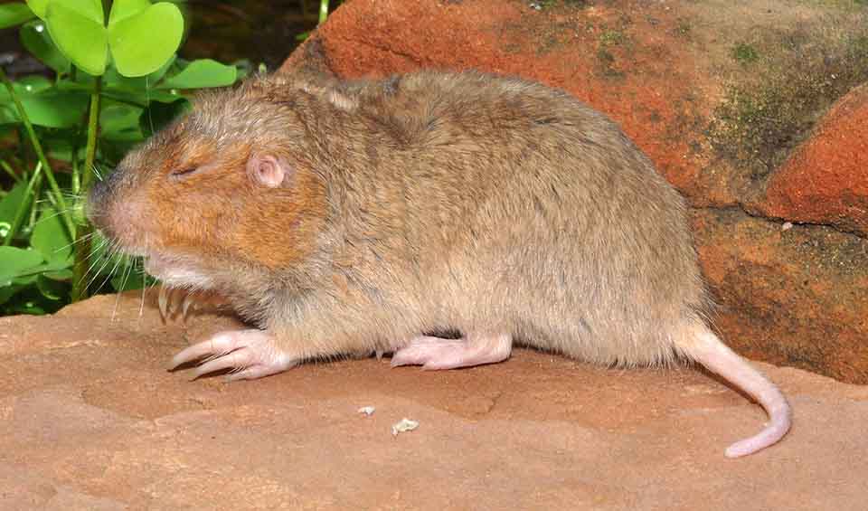 Geomys - Eastern pocket gophers: facts, distribution & population | BioDB