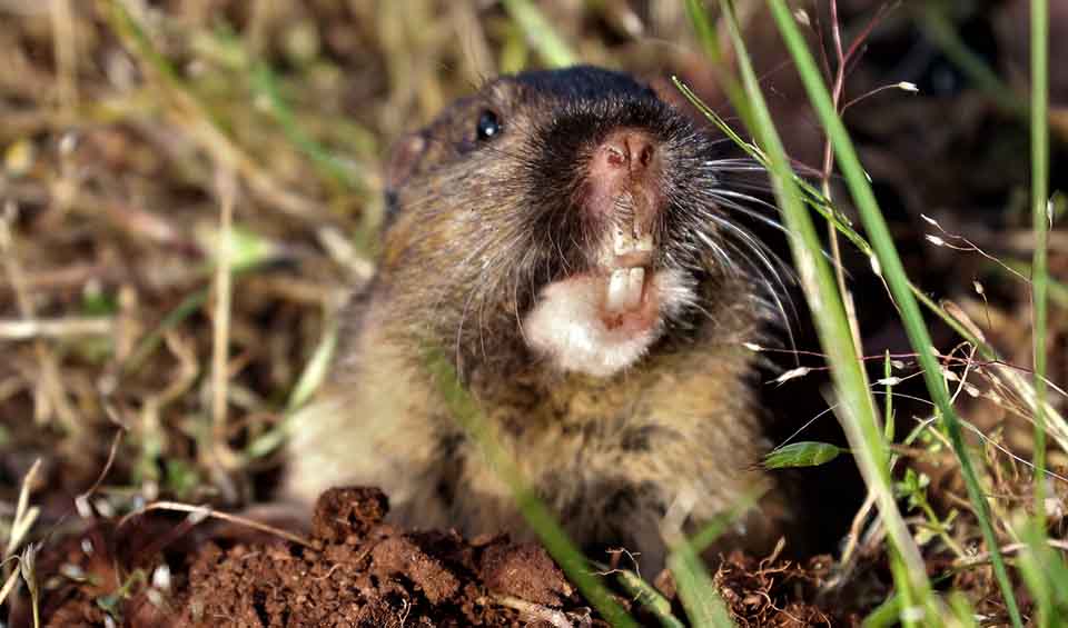 Thomomys - Smooth-toothed pocket gopher: facts, distribution ...