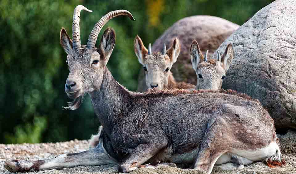 Siberian ibex facts, distribution & population | BioDB