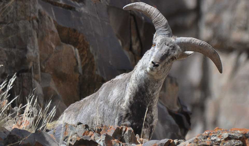 Bharal facts, distribution & population | BioDB
