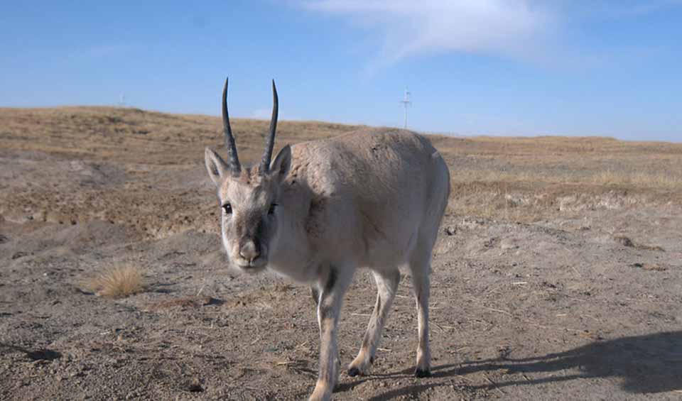 Pantholops - Tibetan antelope: facts, distribution & population | BioDB