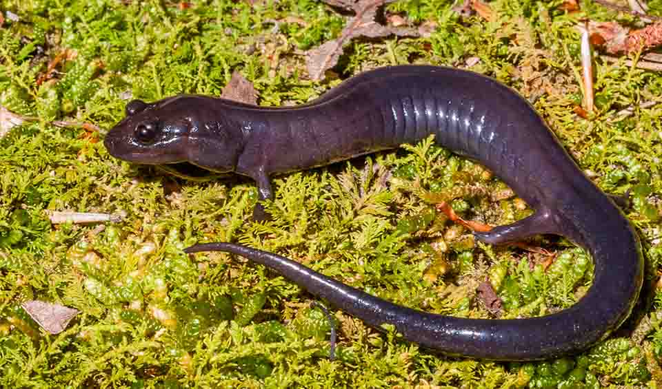 Red Hills salamander facts, distribution & population | BioDB