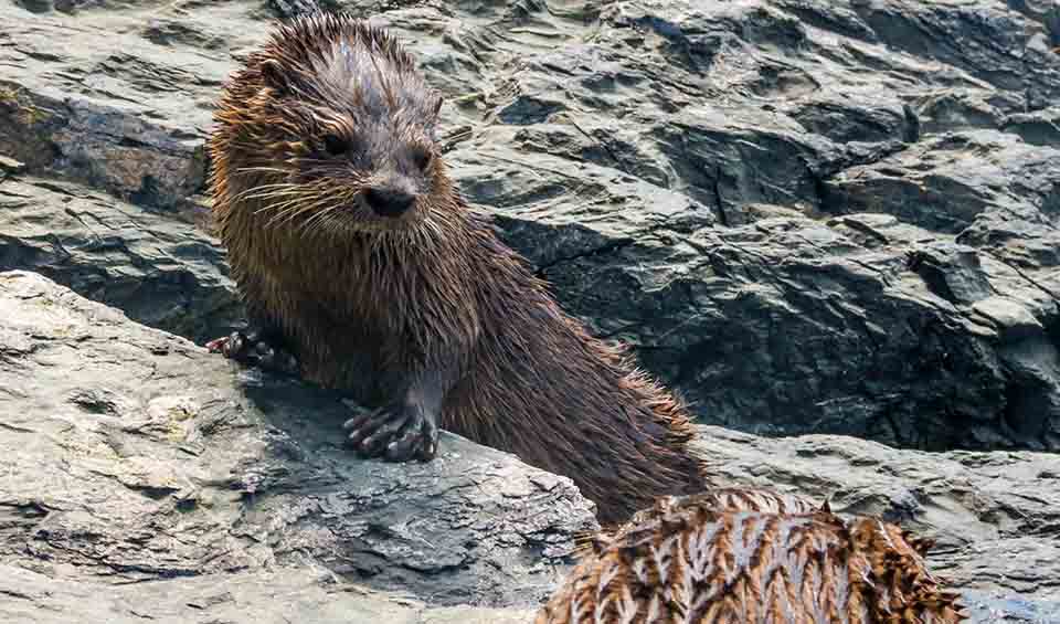 Marine otter facts, distribution & population | BioDB
