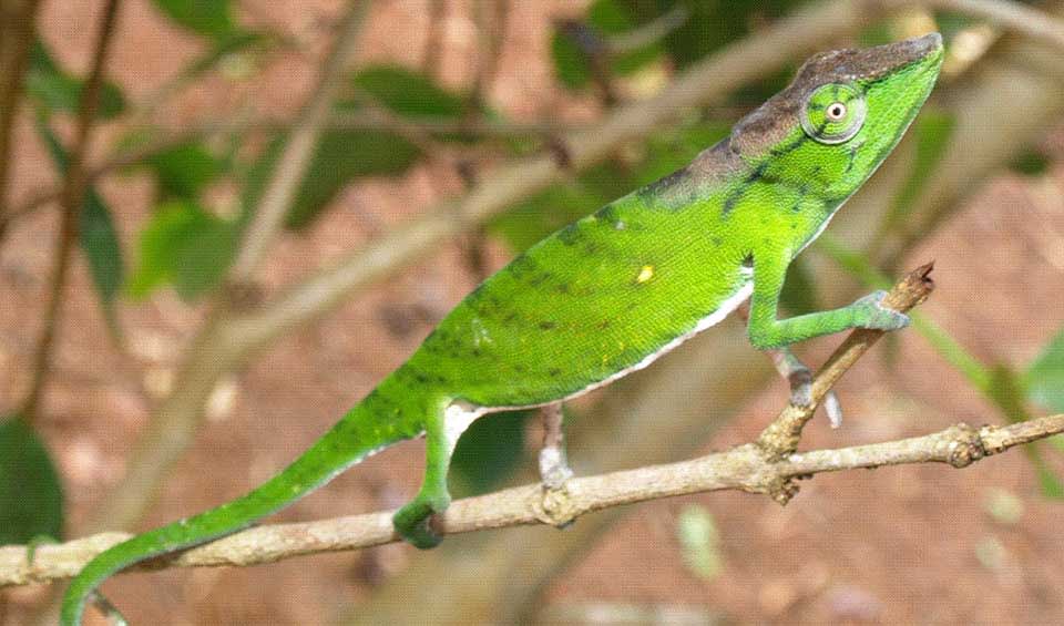Tarzan chameleon facts, distribution & population | BioDB