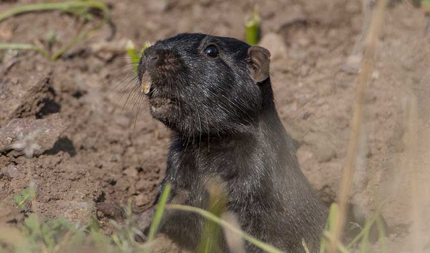 Spalacopus - Coruro: facts, distribution & population | BioDB