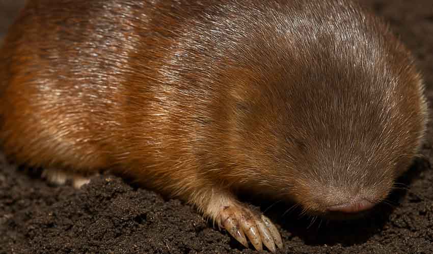 Grant's golden mole facts, distribution & population | BioDB