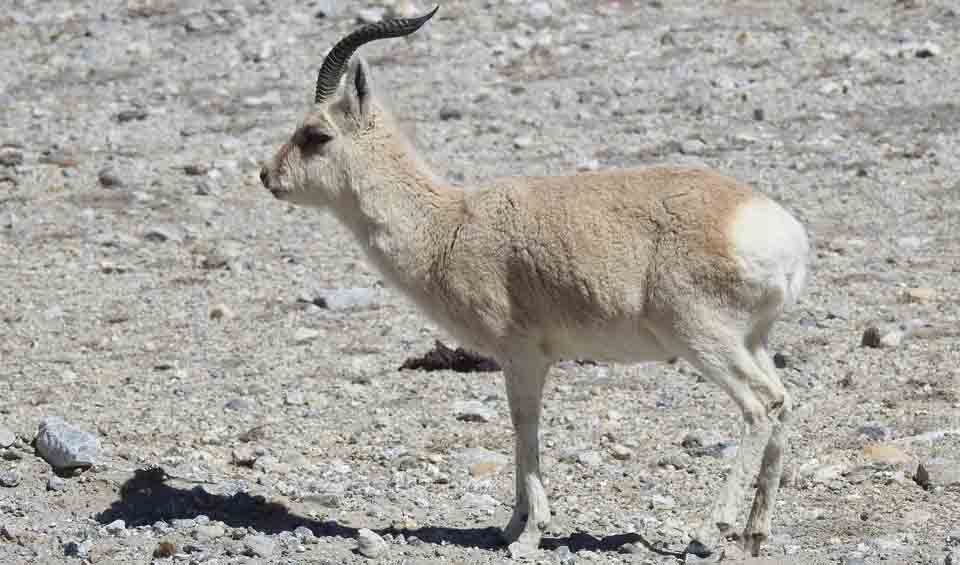 Tibetan gazelle facts, distribution & population | BioDB