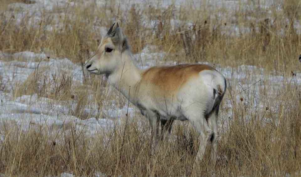 Mongolian gazelle facts, distribution & population | BioDB