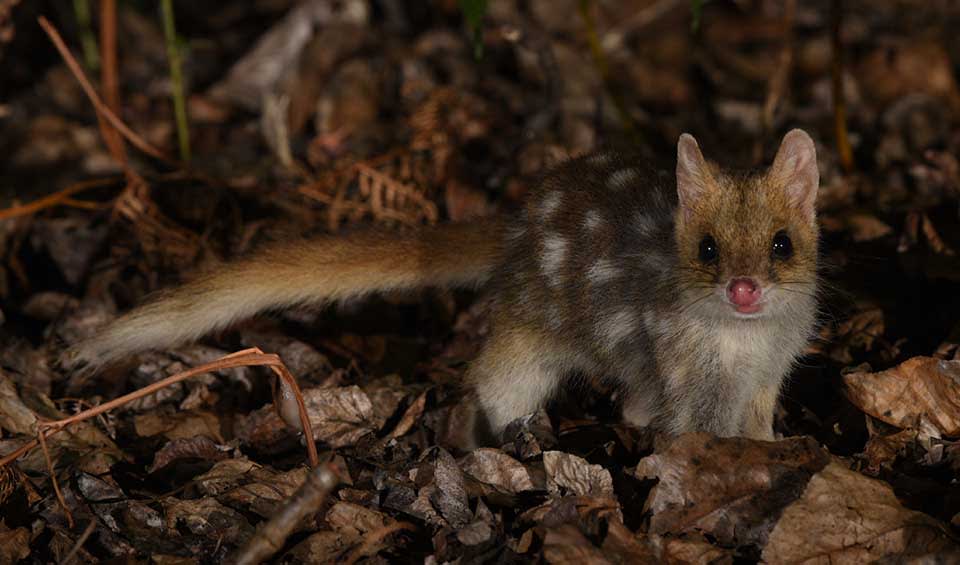 Eastern quoll facts, distribution & population | BioDB