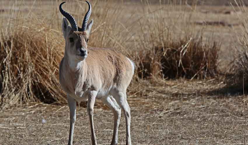 Przewalski's gazelle facts, distribution & population | BioDB