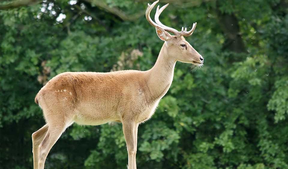 Eld's deer facts, distribution & population | BioDB