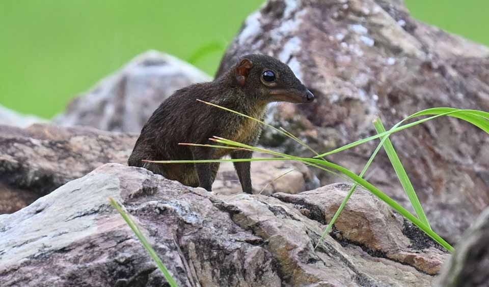 Common treeshrew facts, distribution & population | BioDB