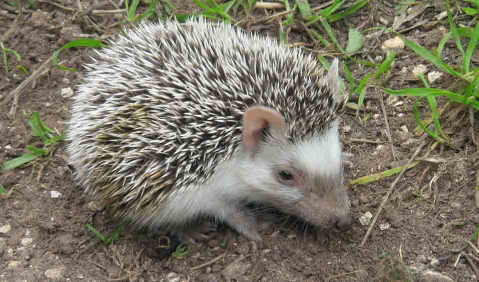 Atelerix - African hedgehogs: facts, distribution & population | BioDB