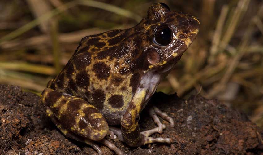 Craugastor: facts, distribution & population | BioDB