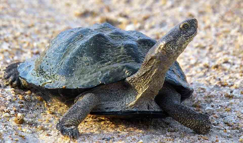 East African black mud turtle facts, distribution & population | BioDB