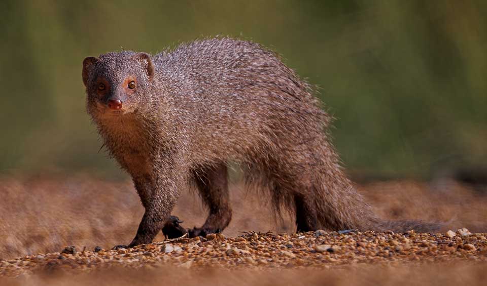 Urva - Asian mongooses: facts, distribution & population | BioDB