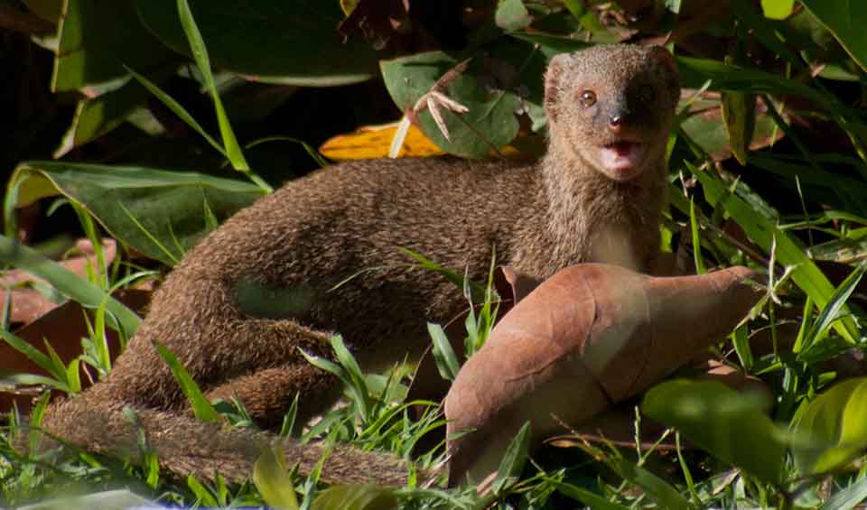 Small Indian mongoose facts, distribution & population | BioDB