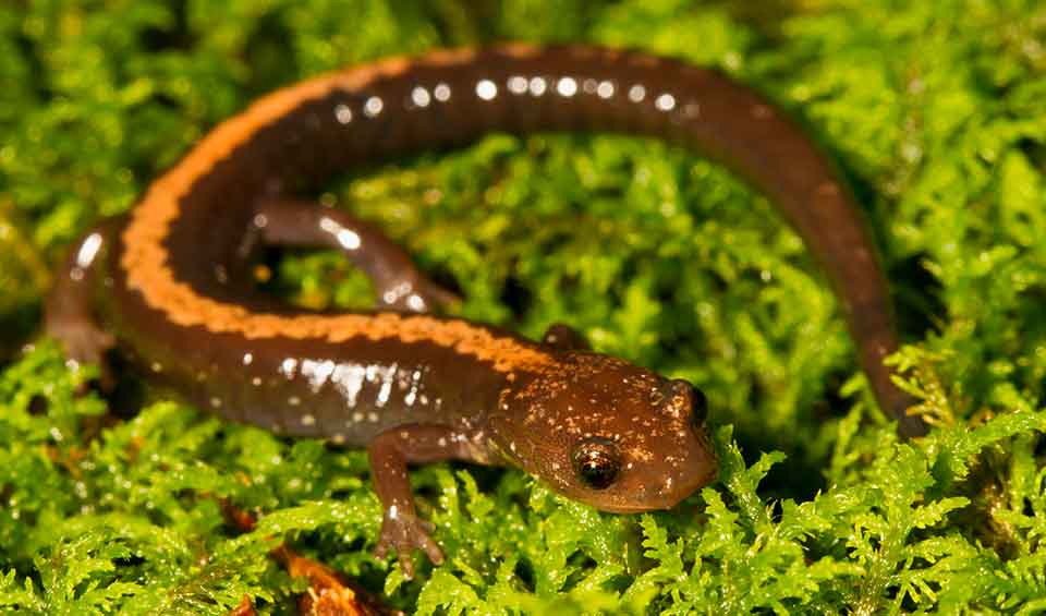 Shenandoah salamander facts, distribution & population | BioDB