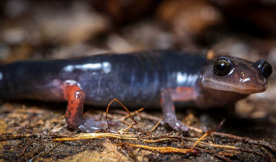 Red-legged salamander facts, distribution & population | BioDB