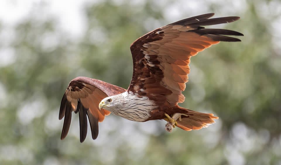 Brahminy kite facts, distribution & population | BioDB
