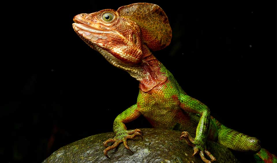 Western basilisk facts, distribution & population | BioDB