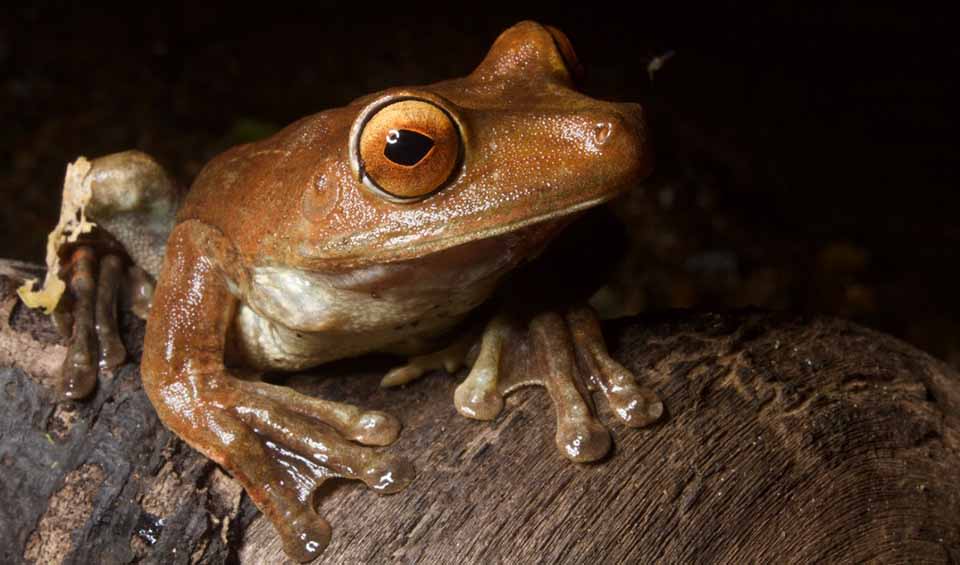 Boana - Gladiator frogs: facts, distribution & population | BioDB
