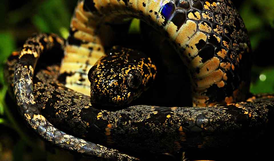 Cloudy snail-eating snake facts, distribution & population | BioDB
