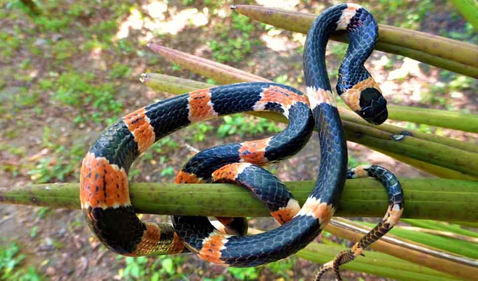 Sibon - Snail-eating snakes: facts, distribution & population | BioDB