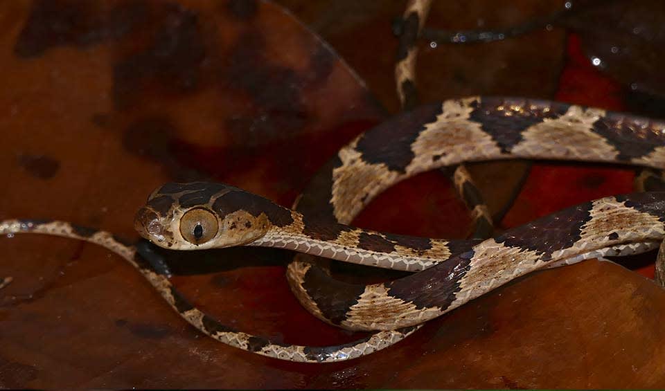 Blunthead tree snake facts, distribution & population | BioDB