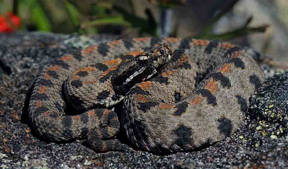 Pygmy rattlesnake facts, distribution & population | BioDB