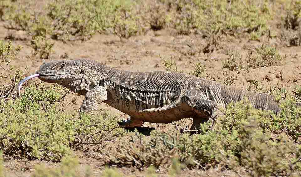 Rock monitor facts, distribution & population | BioDB