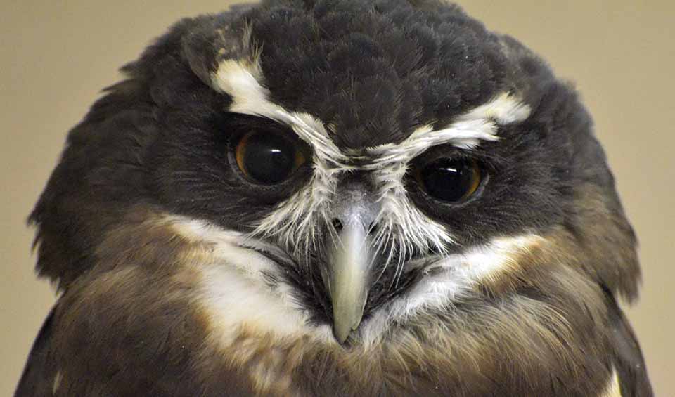 Pulsatrix - Spectacled owls: facts, distribution & population | BioDB