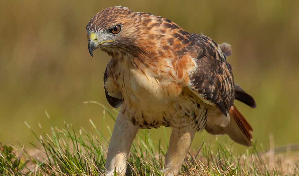 Red-tailed hawk facts, distribution & population | BioDB