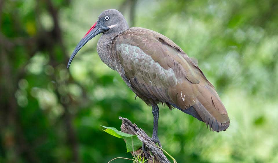 Hadada ibis facts, distribution & population | BioDB