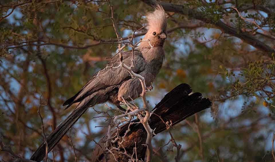 Grey go-away-bird facts, distribution & population | BioDB