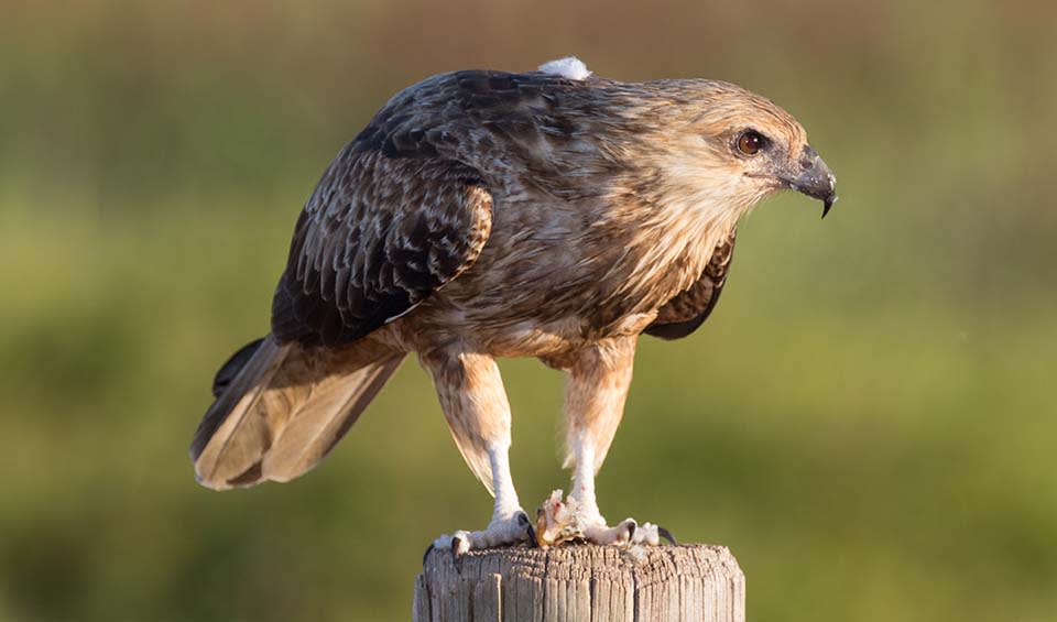 Whistling kite facts, distribution & population | BioDB