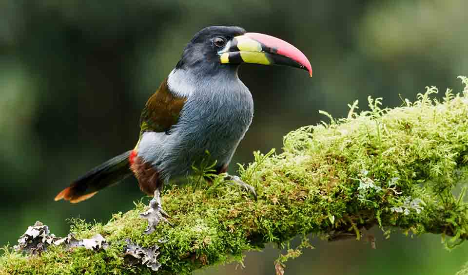 Grey-breasted mountain toucan facts, distribution & population | BioDB