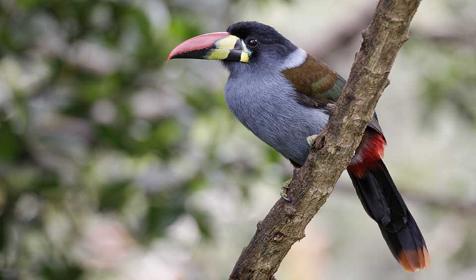 Andigena - Mountain toucans: facts, distribution & population | BioDB