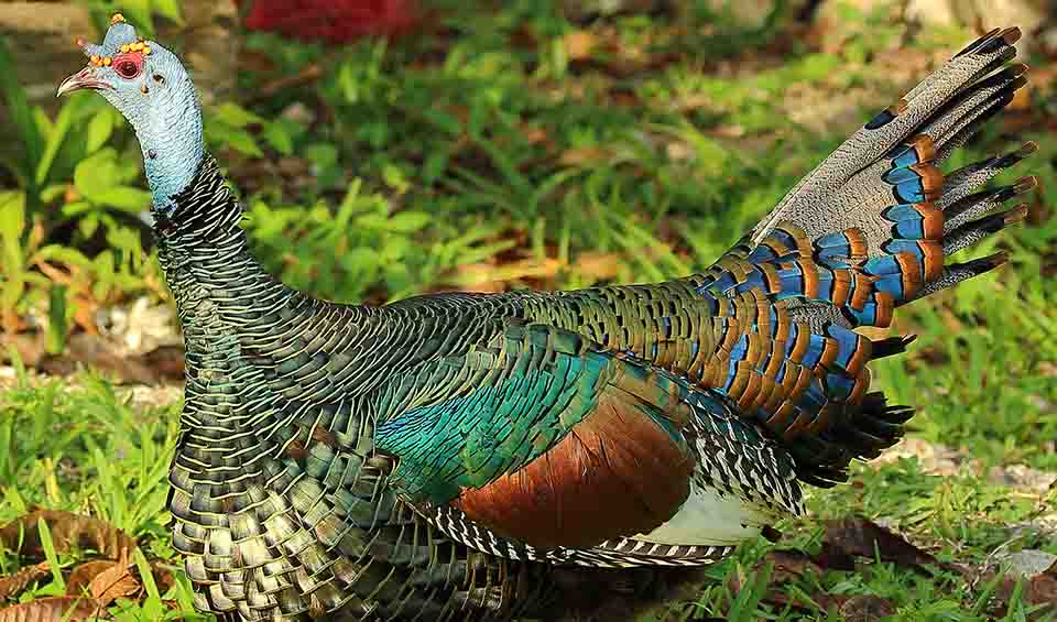 Ocellated turkey facts, distribution & population | BioDB